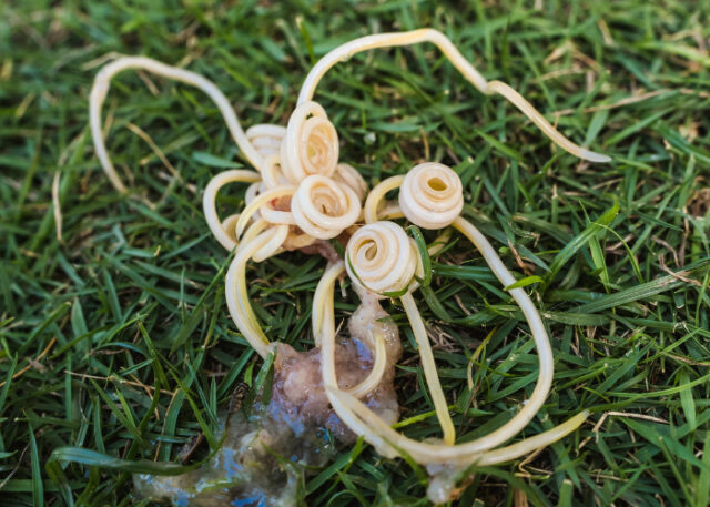 Roundworms in Dogs: Symptoms, Prevention, and Treatment