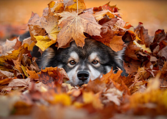 Finnish Lapphund Dog Breed Profile