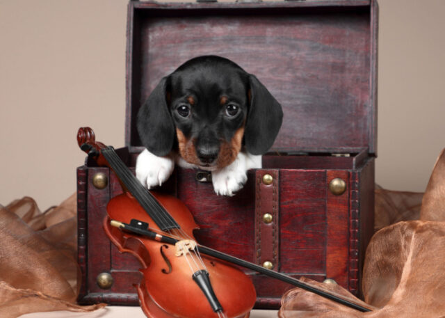 Vibrant & Versatile: 100+ Dog Names Starting With V