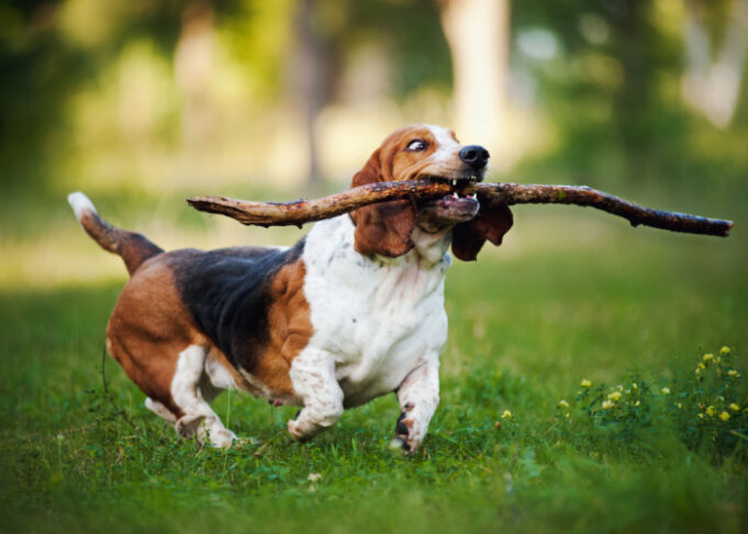 Basset Hound Price: How Much is a Basset Hound?