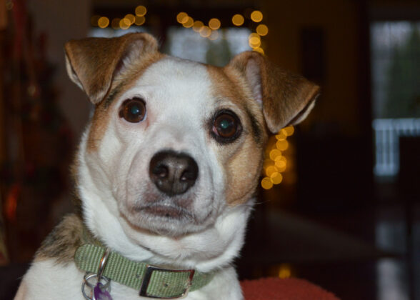 Jack Chi Dog Breed Profile (Jack Russel & Chihuahua Mix)