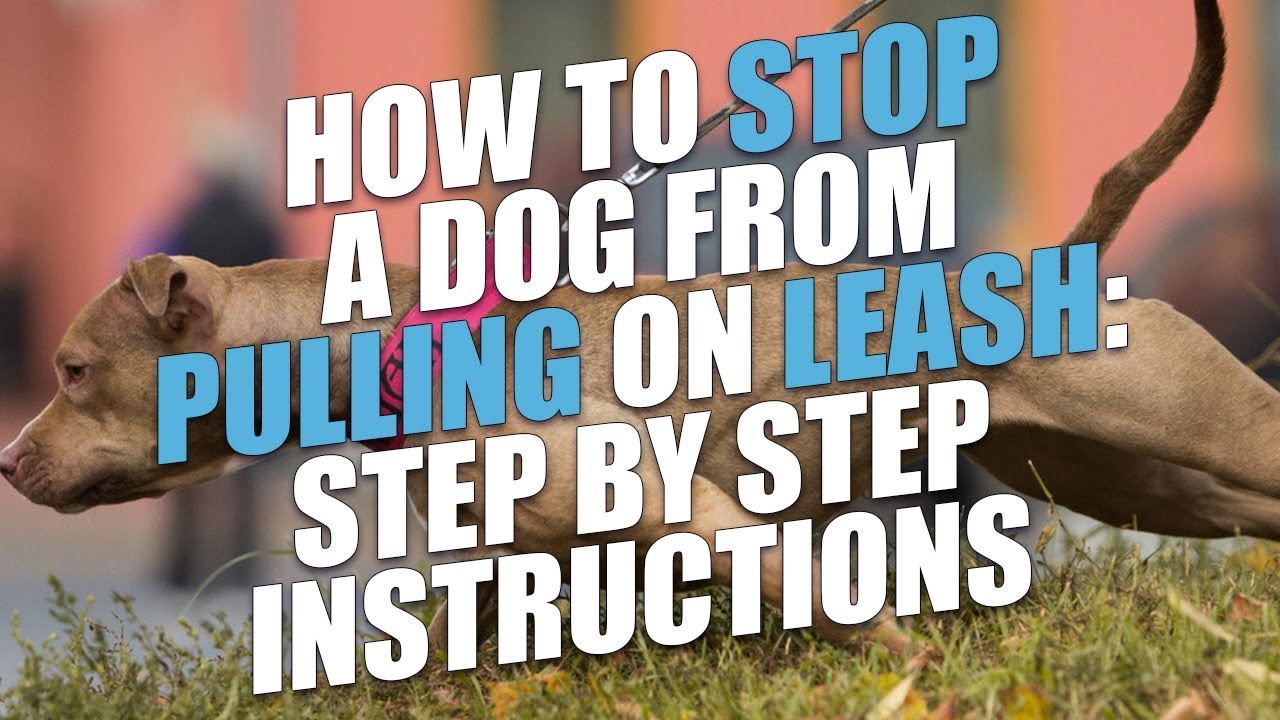 How to Stop a Dog from Pulling: 5 Easy Steps to Quickly Fix This Behavior