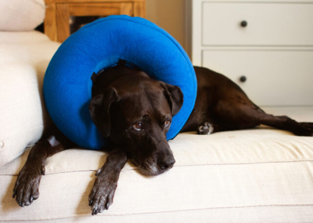 9 Simple Tooth Extraction in Dogs Aftercare Tips