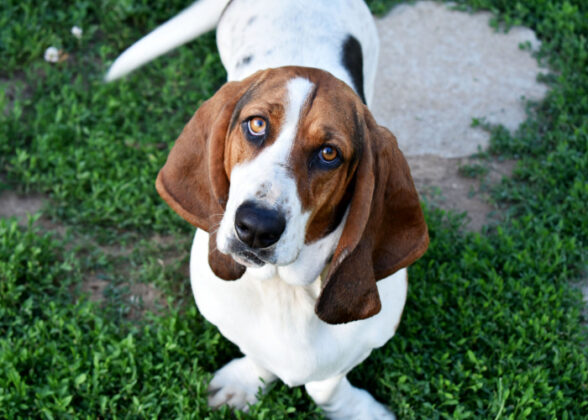 Basset Hound Price: How Much is a Basset Hound?