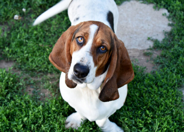 Basset Hound Price: How Much is a Basset Hound?