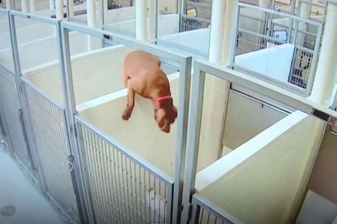 Footage Reveals: Brown Shelter Dog Jumps Over a Wall to Join Its Friend ...