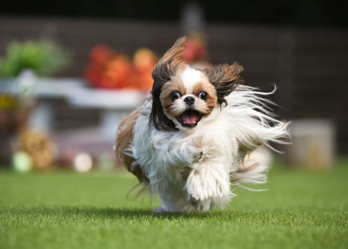 11 Funny Dog Breeds That'll Make You Laugh – Top Dog Tips