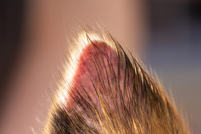 Sunburn in Dogs: How to Tell & What to Do – Top Dog Tips