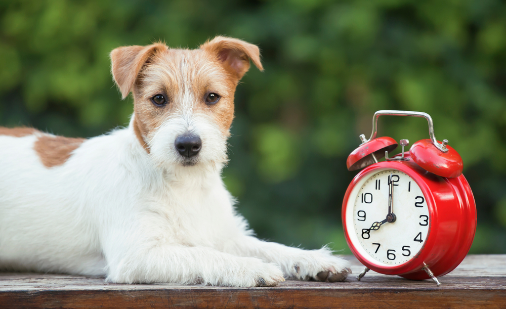 7 Ways to Prepare Pets for Daylight Saving Time – Top Dog Tips