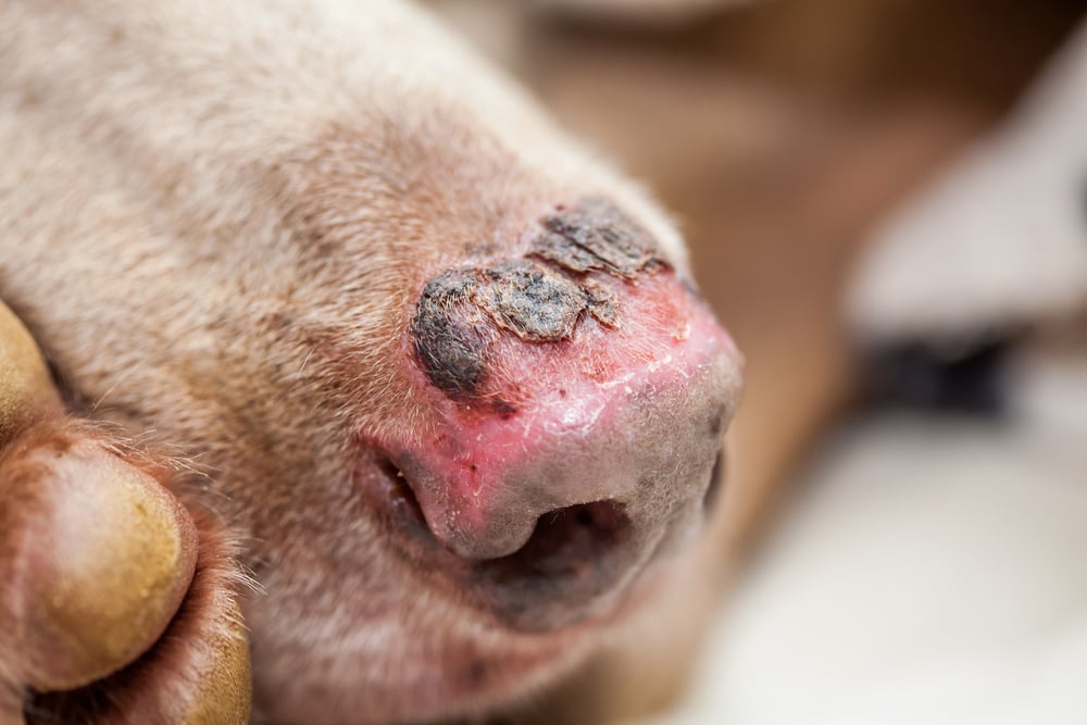 Sunburn in Dogs: How to Tell & What to Do – Top Dog Tips