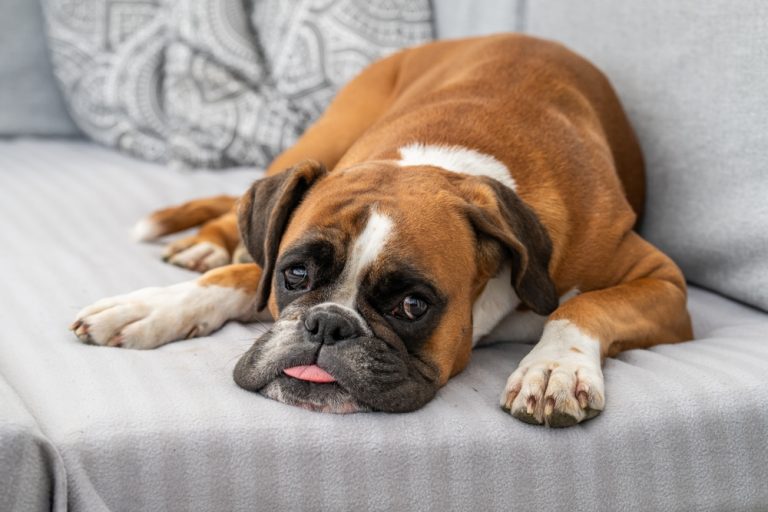 11 Funny Dog Breeds That'll Make You Laugh – Top Dog Tips