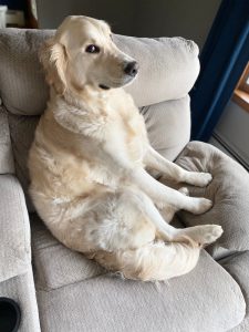 Dog Side Eye: What It Means & When to Worry (+ Funny Photos!)