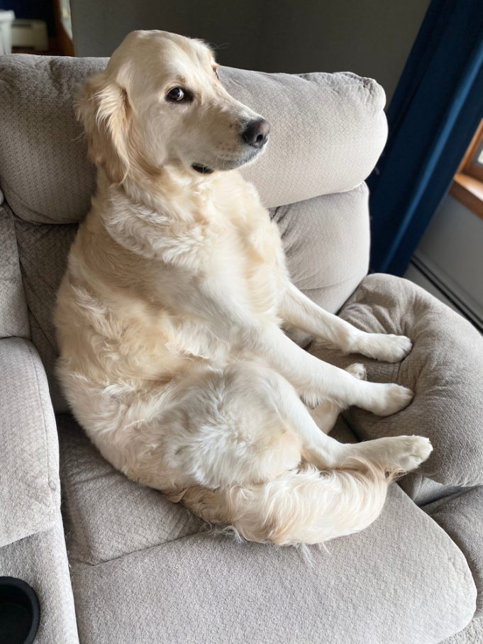 Dog Side Eye: What It Means & When to Worry (+ Funny Photos!)
