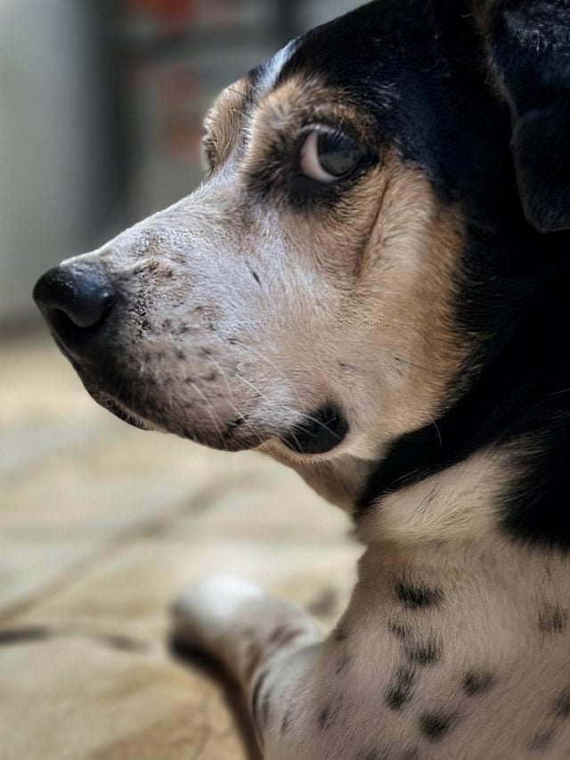 Dog Side Eye: What It Means & When to Worry (+ Funny Photos!)