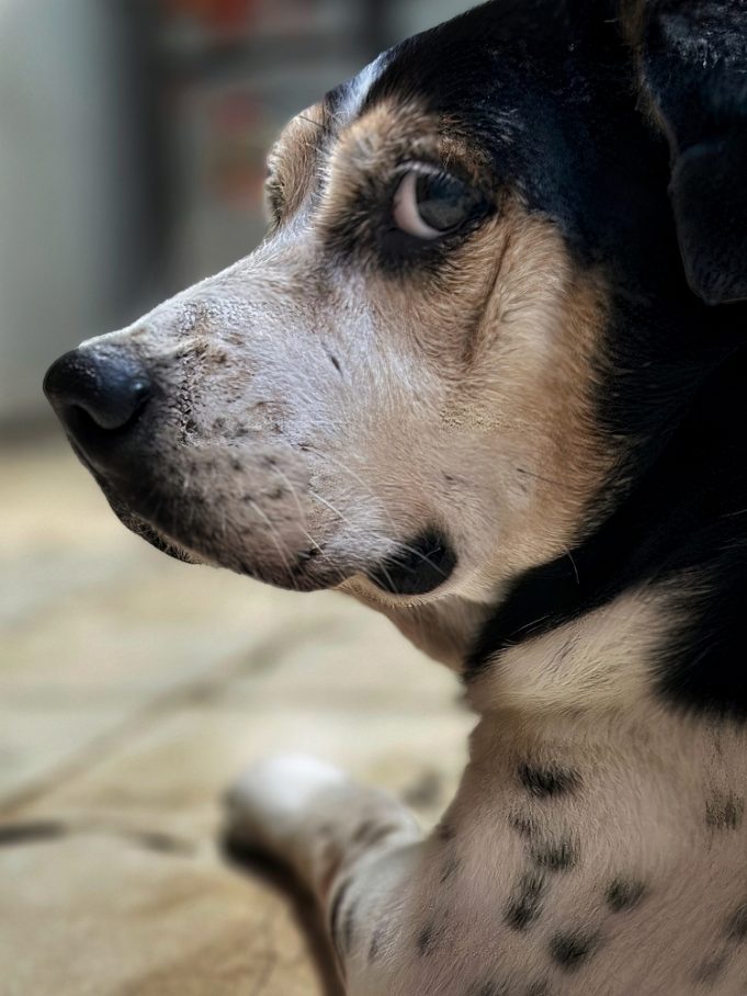 Dog Side Eye: What It Means & When to Worry (+ Funny Photos!)