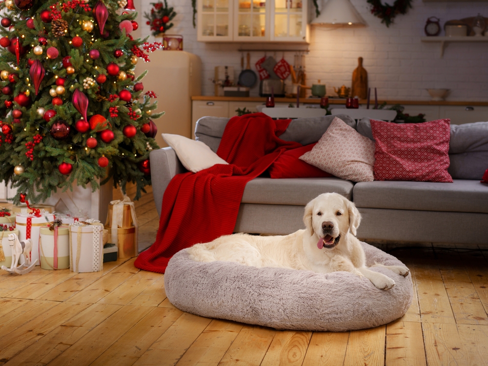 8 Ways to Create a Calm Space for Pets During Holidays