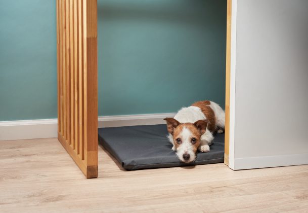 Dog Corner Ideas: 12 Fun & Functional Spaces for Your Pet!