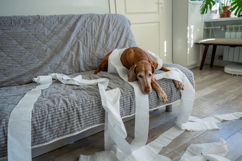 How to Keep Dogs Entertained While Home Alone