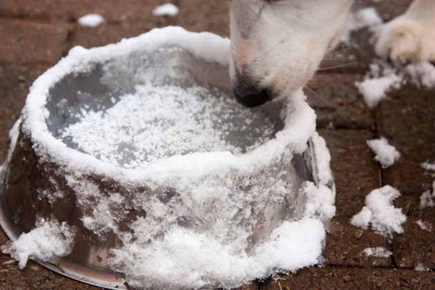 10 Dog Hydration Tips for All Seasons You Must Know