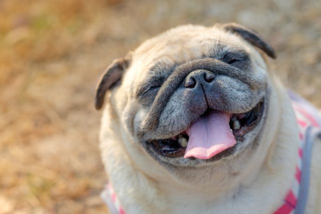 11 Funny Dog Breeds That'll Make You Laugh – Top Dog Tips