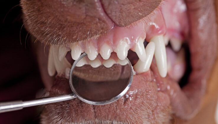 9 Simple Tooth Extraction in Dogs Aftercare Tips