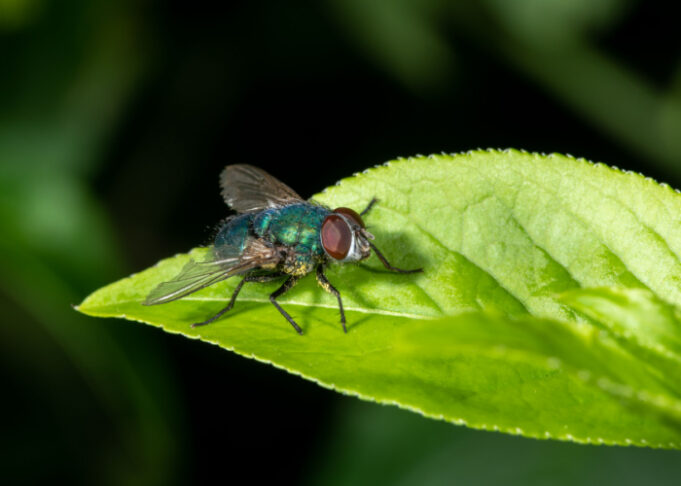 My Dog Ate a Fly: Is My Dog In Danger? – Top Dog Tips